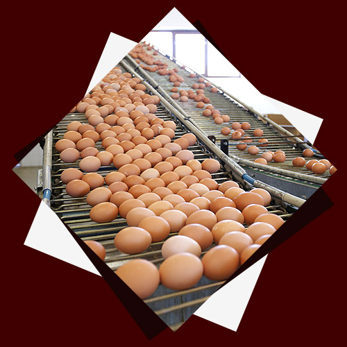 The Role Of Robots In Food Production & Processing | Food MC